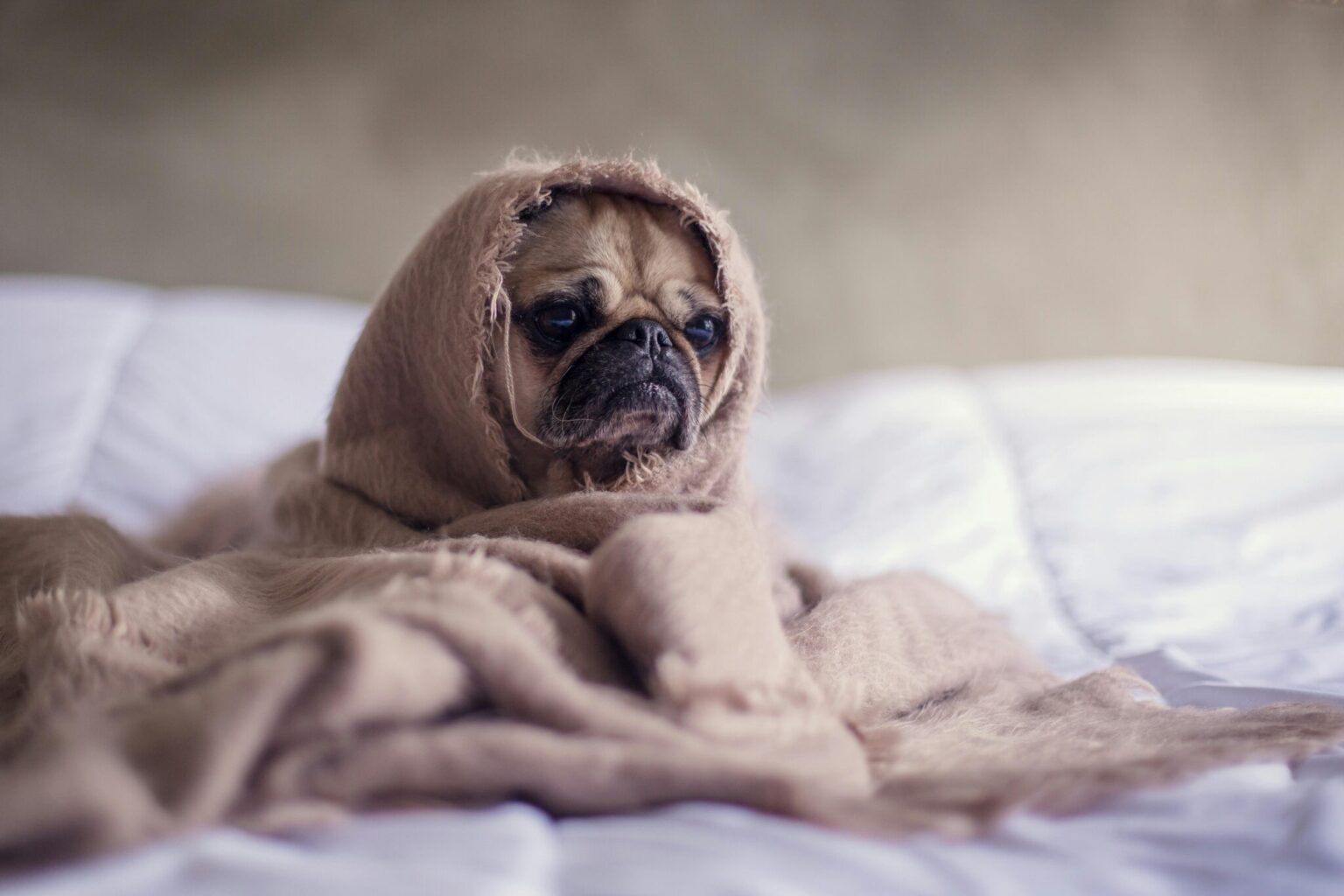 Moving With Anxious Dogs: Science-Backed Ways to Reduce the Stress